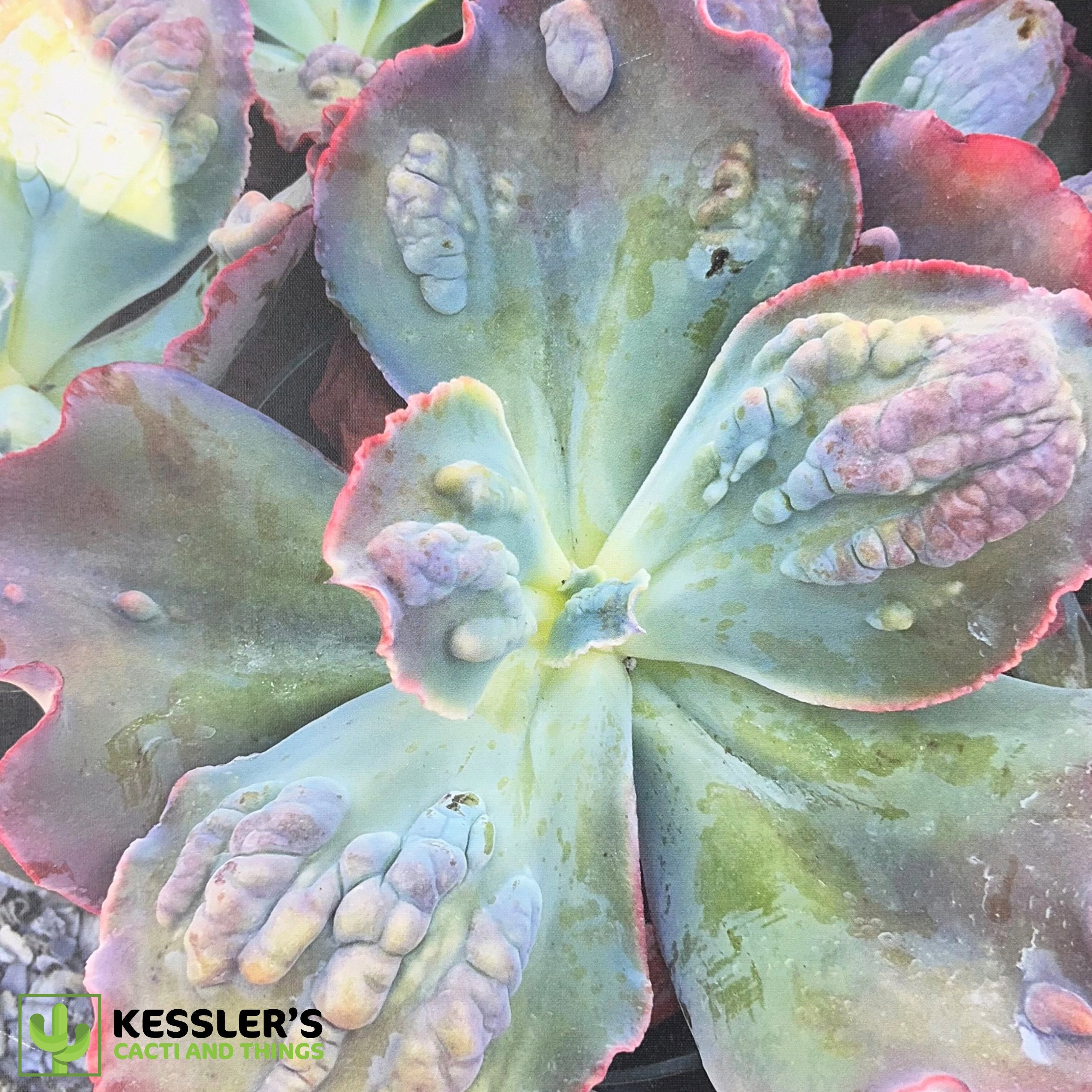 Art – Kesslers Cacti