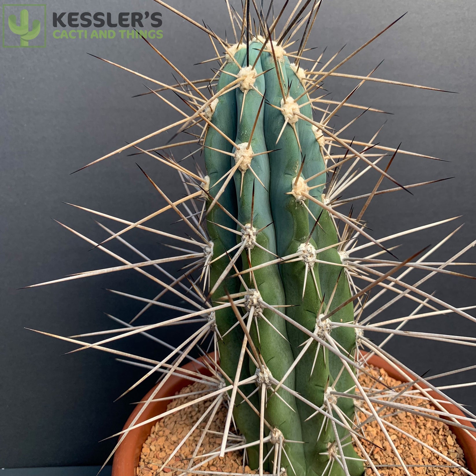 Stetsonia Coryne (South American Saguaro) – Kesslers Cacti