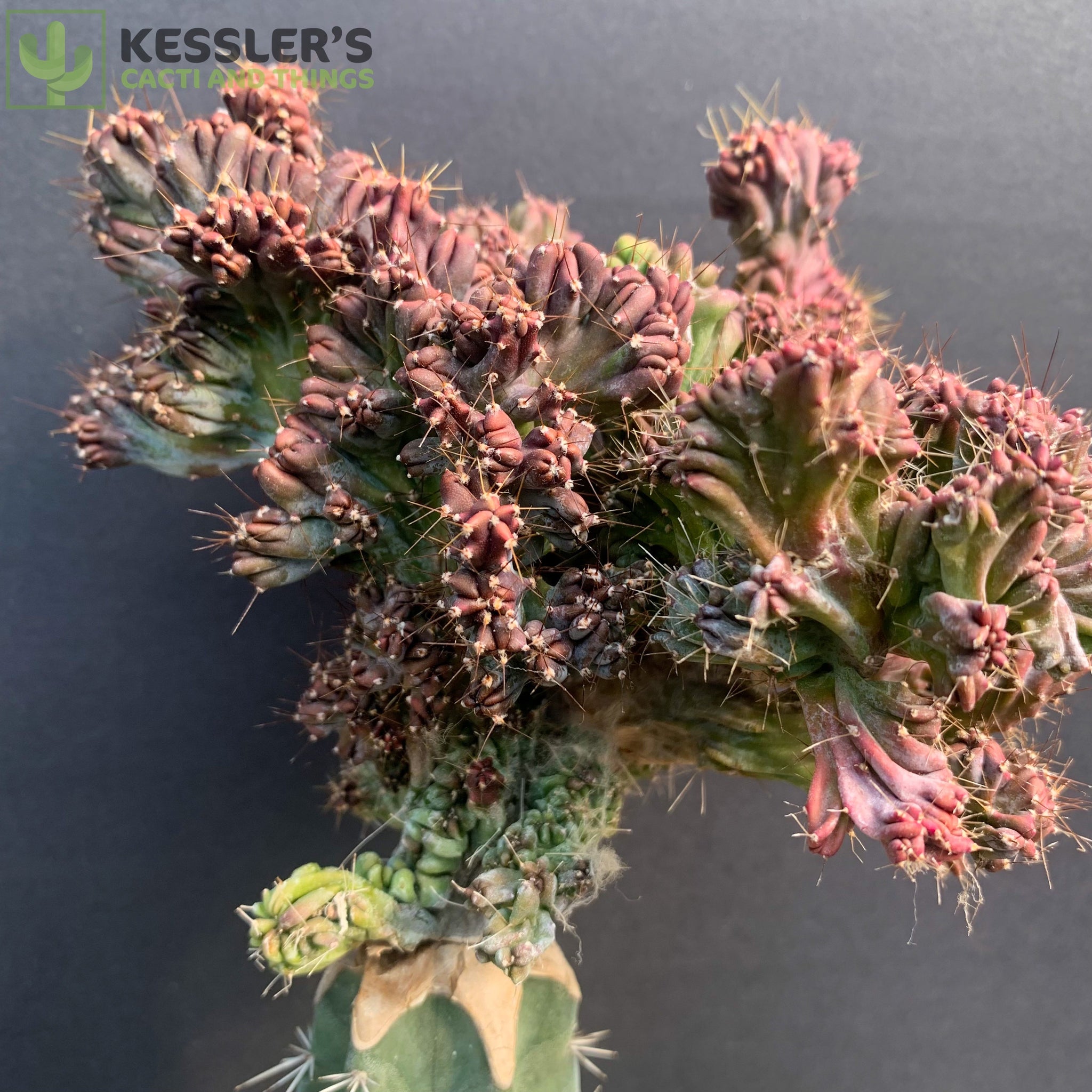 Myrtillocactus Elite Crest – Kesslers Cacti