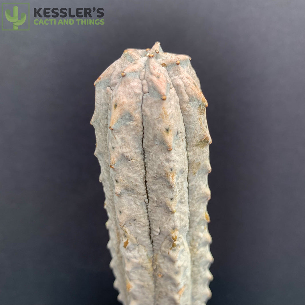 Succulents – Page 2 – Kesslers Cacti