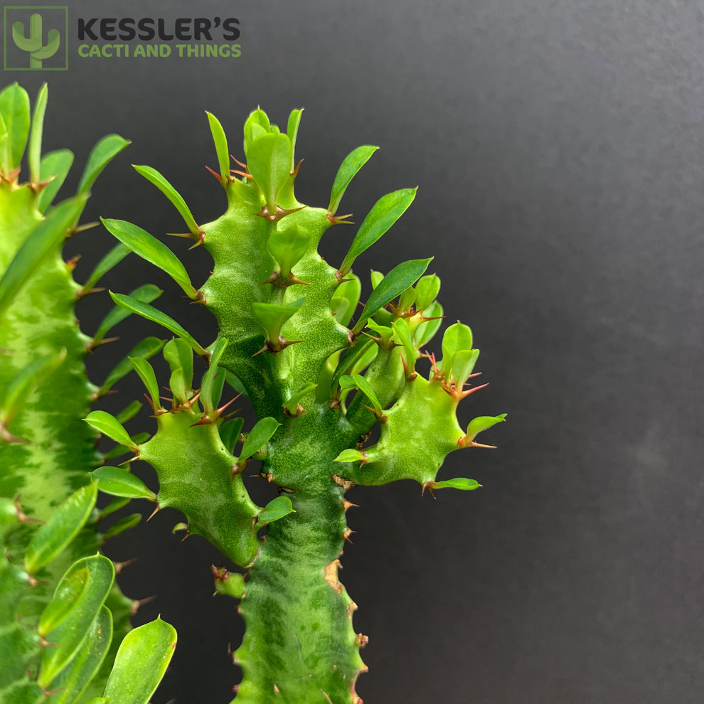 Euphorbia Trigona (Green) – Kesslers Cacti