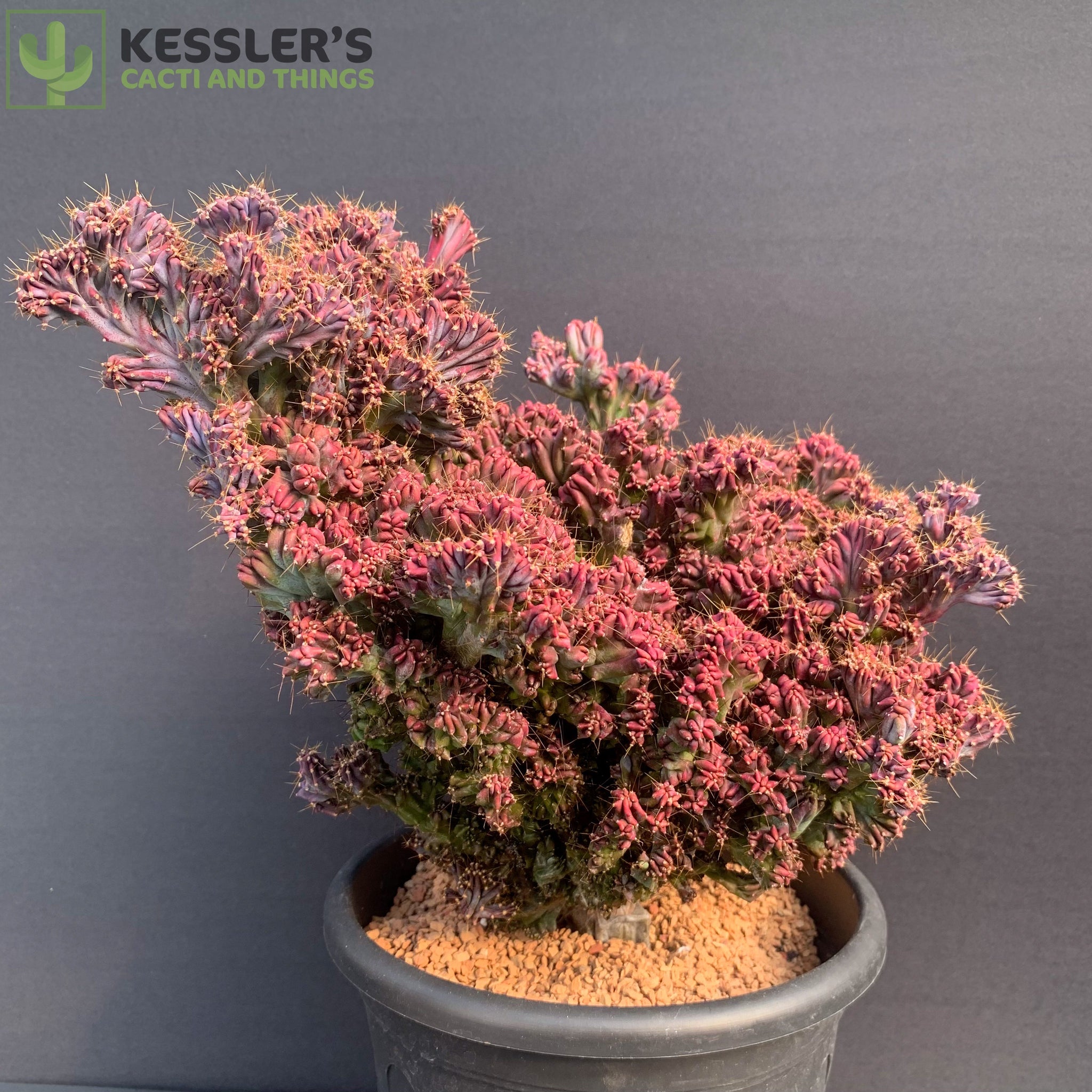 Myrtillocactus Elite Crest – Kesslers Cacti