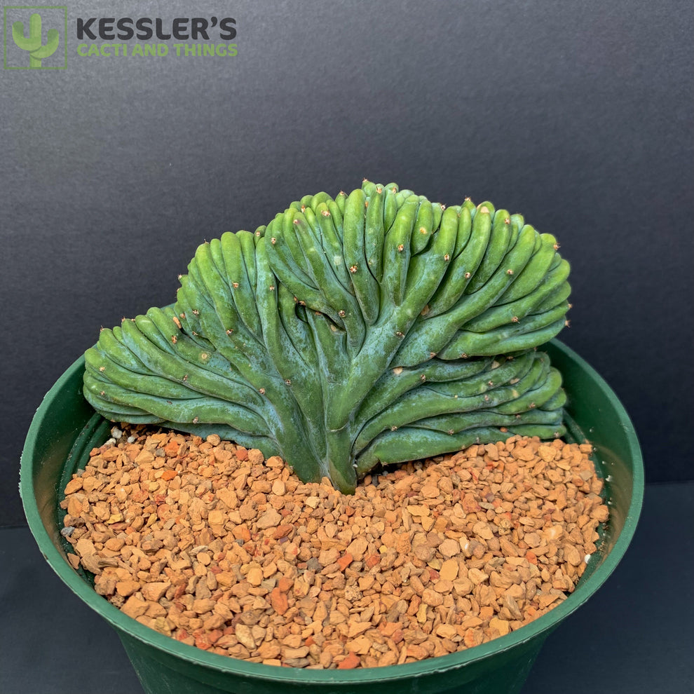 Myrtillocactus Geometrizans Crest (Dinosaur Back) – Kesslers Cacti