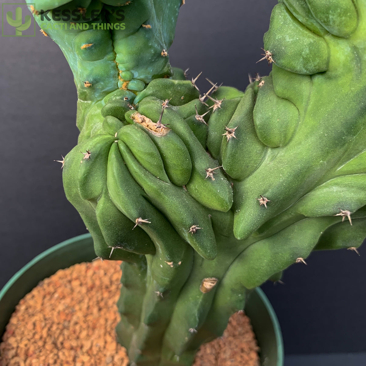 Myrtillocactus Geometrizans Crest (Dinosaur Back) – Kesslers Cacti