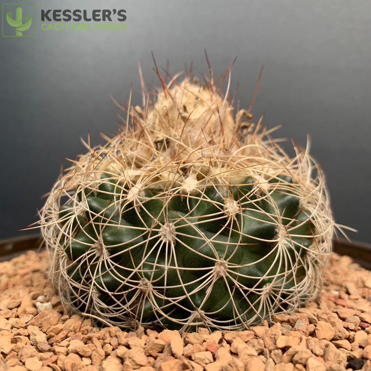 Discocactus Araneispinus – Kesslers Cacti