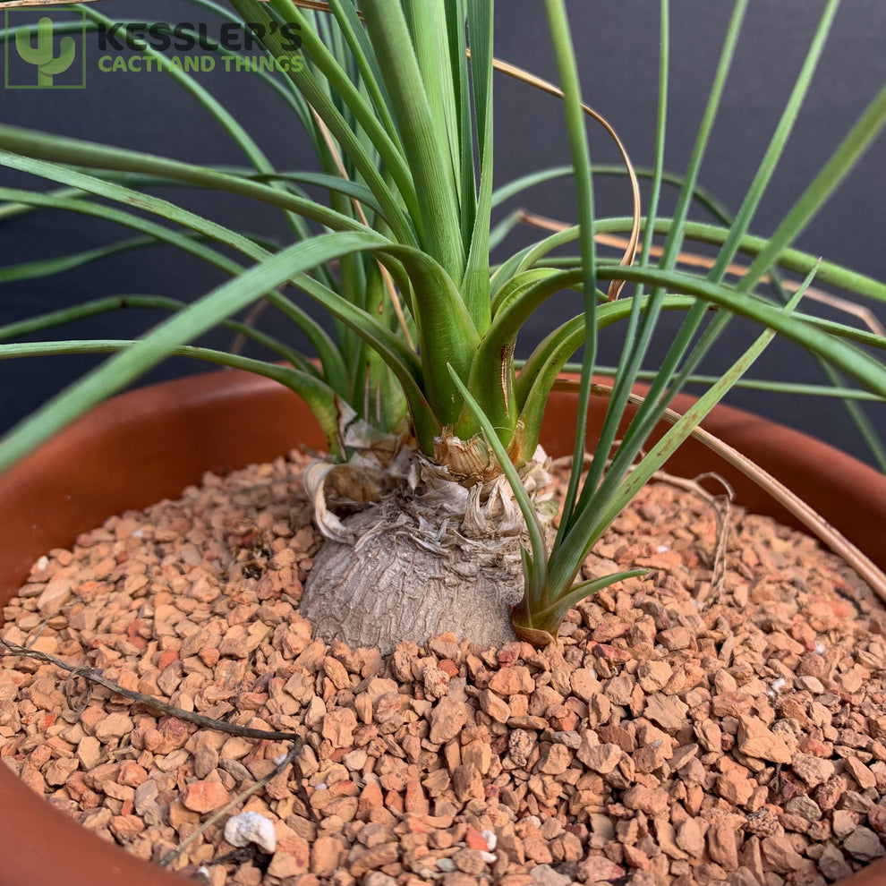 Calibanus Hookeri – Kesslers Cacti