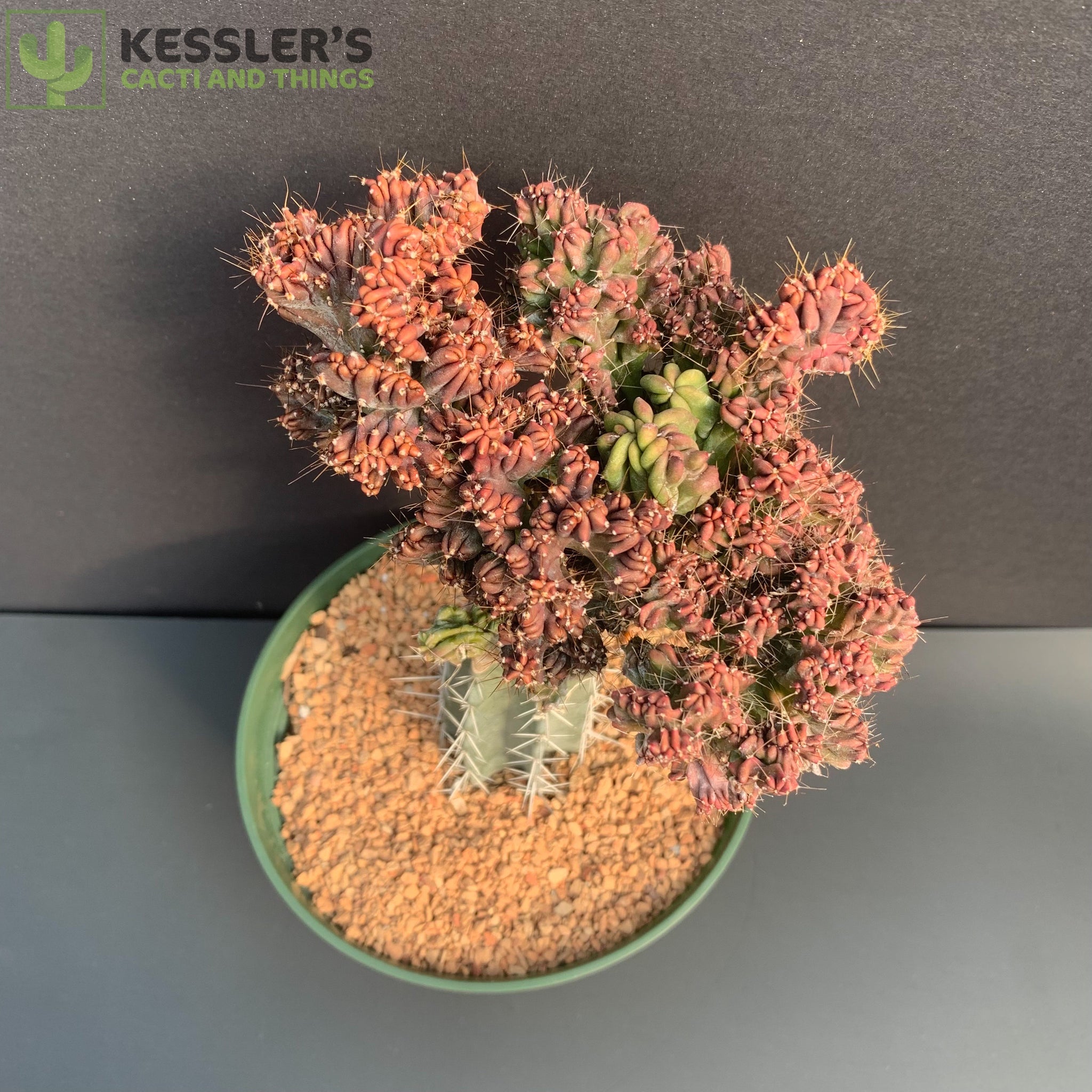 Myrtillocactus Elite Crest – Kesslers Cacti