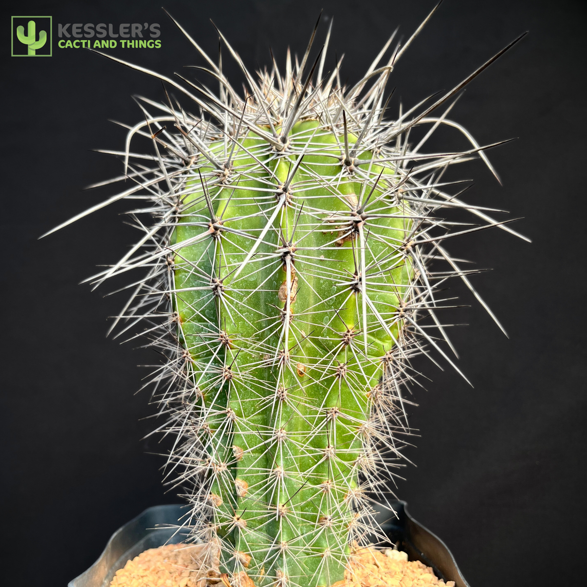 Carnegiea Gigantea (Saguaro Cactus) – Kesslers Cacti