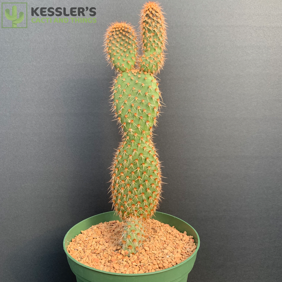 Opuntia Pycnantha V. Margaritana – Kesslers Cacti