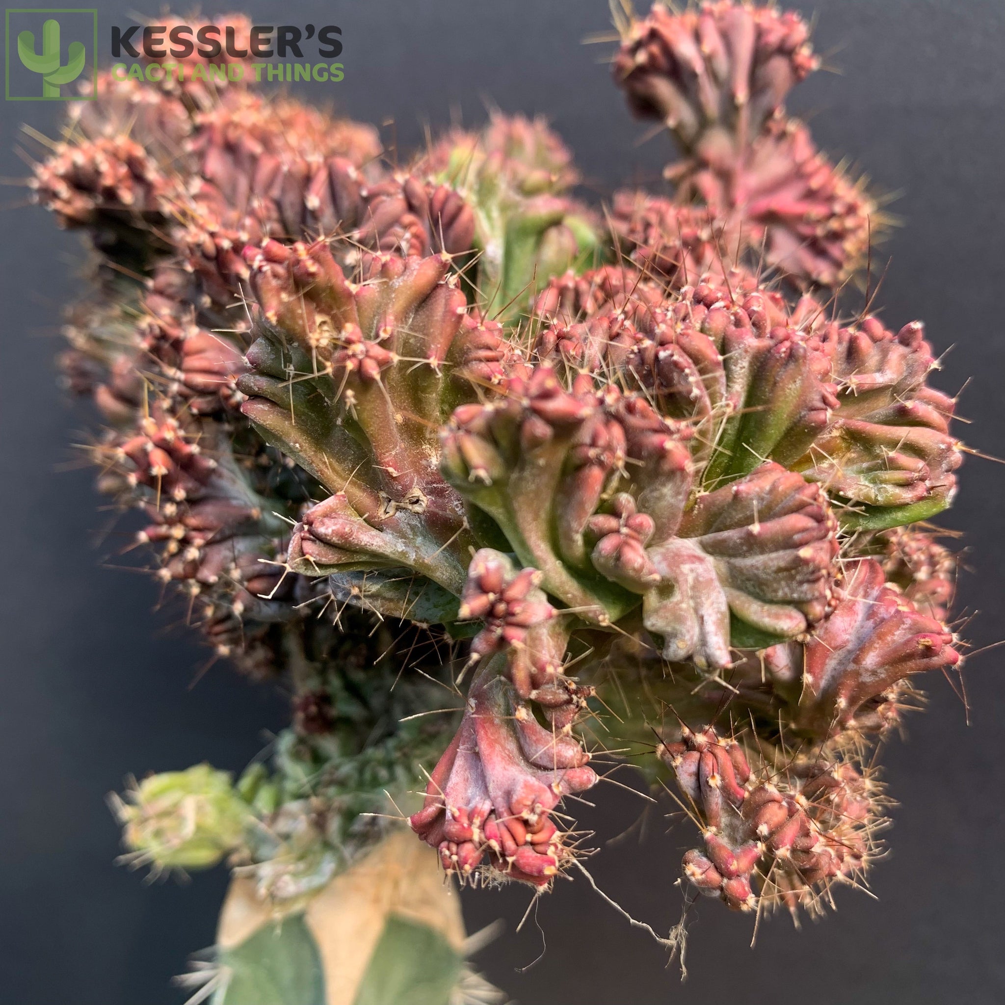 Myrtillocactus Elite Crest – Kesslers Cacti