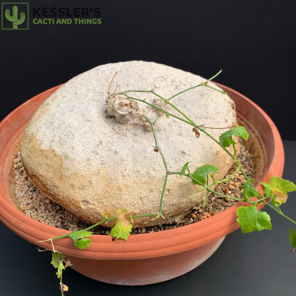Ibervillea Tenuisecta – Kesslers Cacti