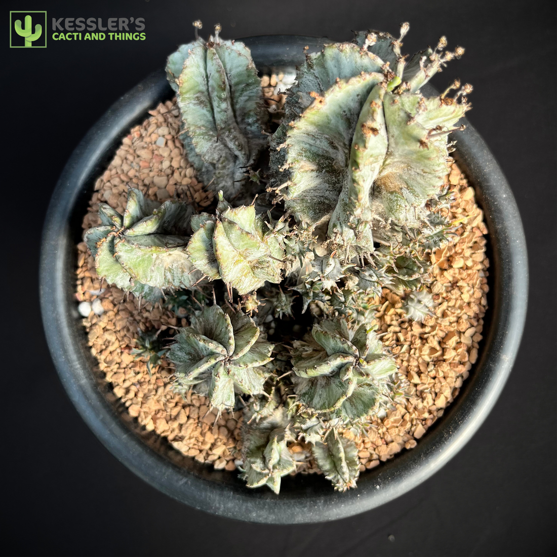 Euphorbia - Horida (African Milk Barrel) – Kesslers Cacti