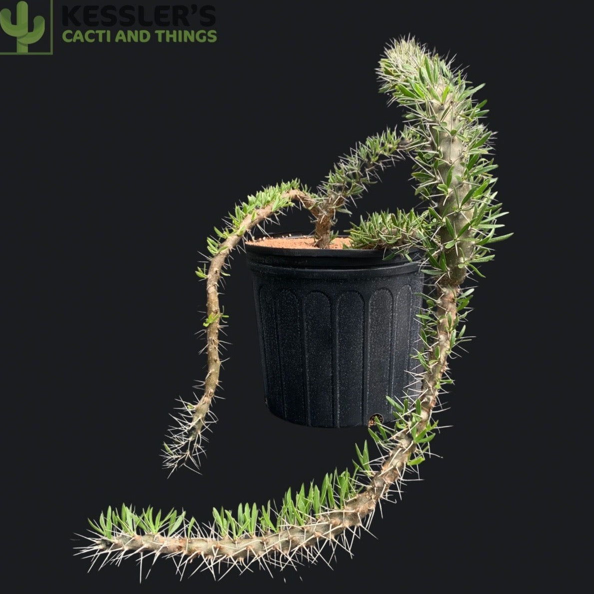 Didierea Trollii – Kesslers Cacti