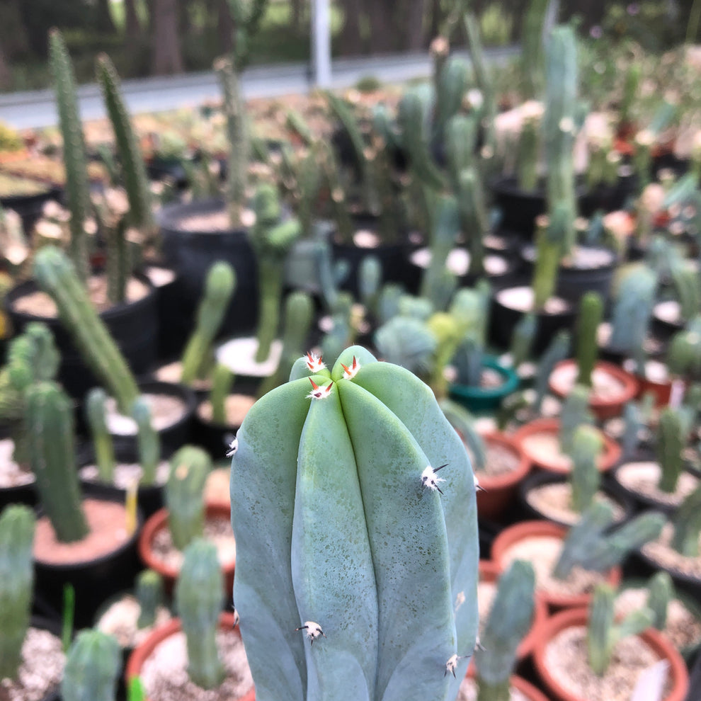 Myrtillocactus Geometrizans (Blue Candle) – Kesslers Cacti