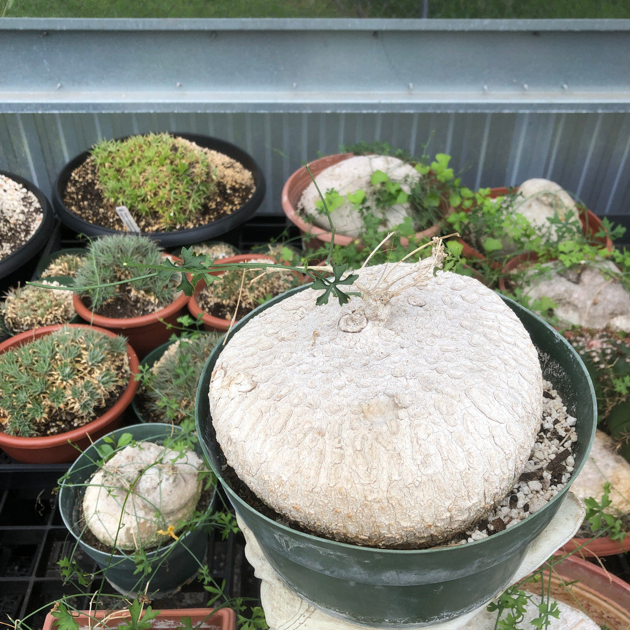 Ibervillea Tenuisecta – Kesslers Cacti