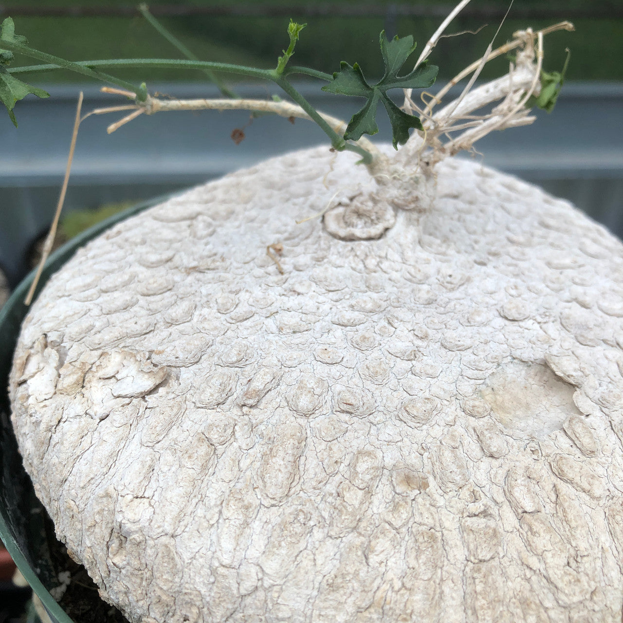 Ibervillea Tenuisecta – Kesslers Cacti
