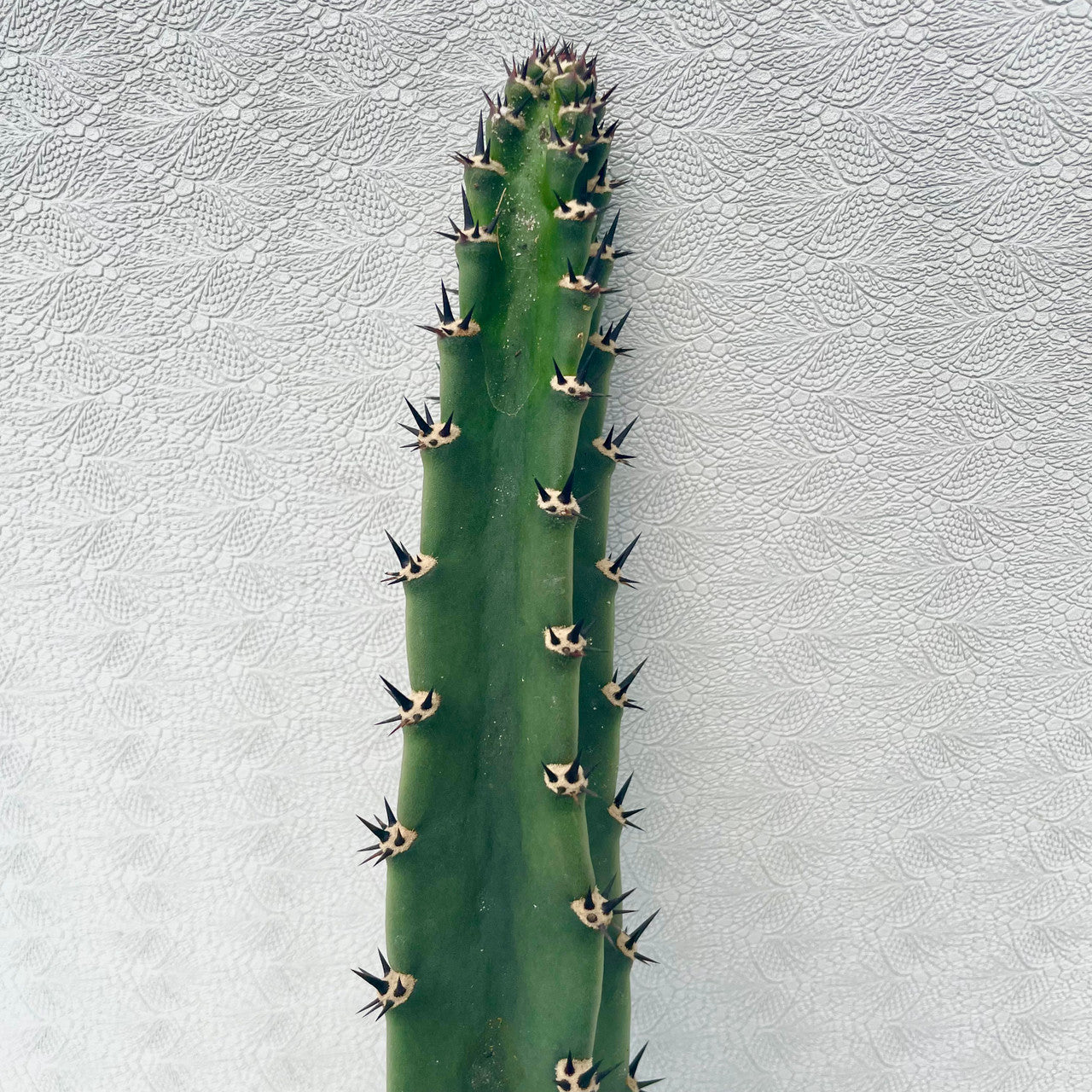 Harrisia Jusbertii – Kesslers Cacti