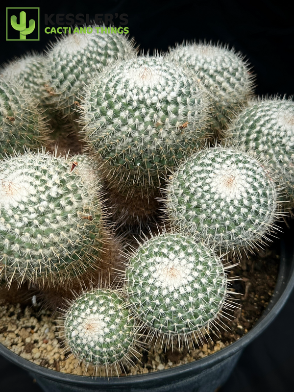 Mammillaria Geminispina (Twin Spined Cactus) – Kesslers Cacti