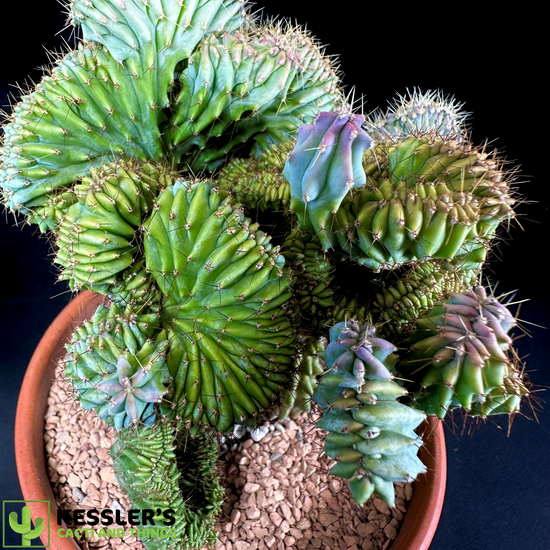 Myrtillocactus Elite Crest – Kesslers Cacti