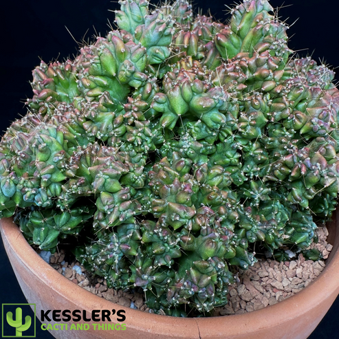 Myrtillocactus Elite Crest – Kesslers Cacti