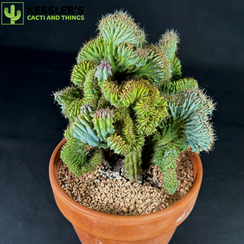Myrtillocactus Elite Crest – Kesslers Cacti